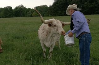 Texas Longhorn Ranch